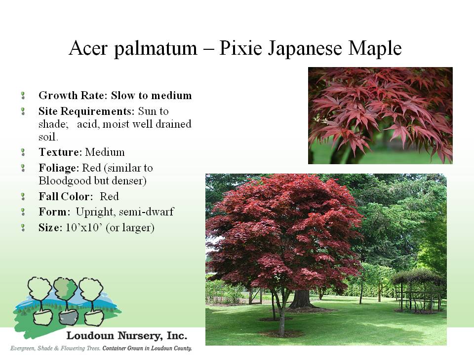 Upright Japanese Maple Pixie